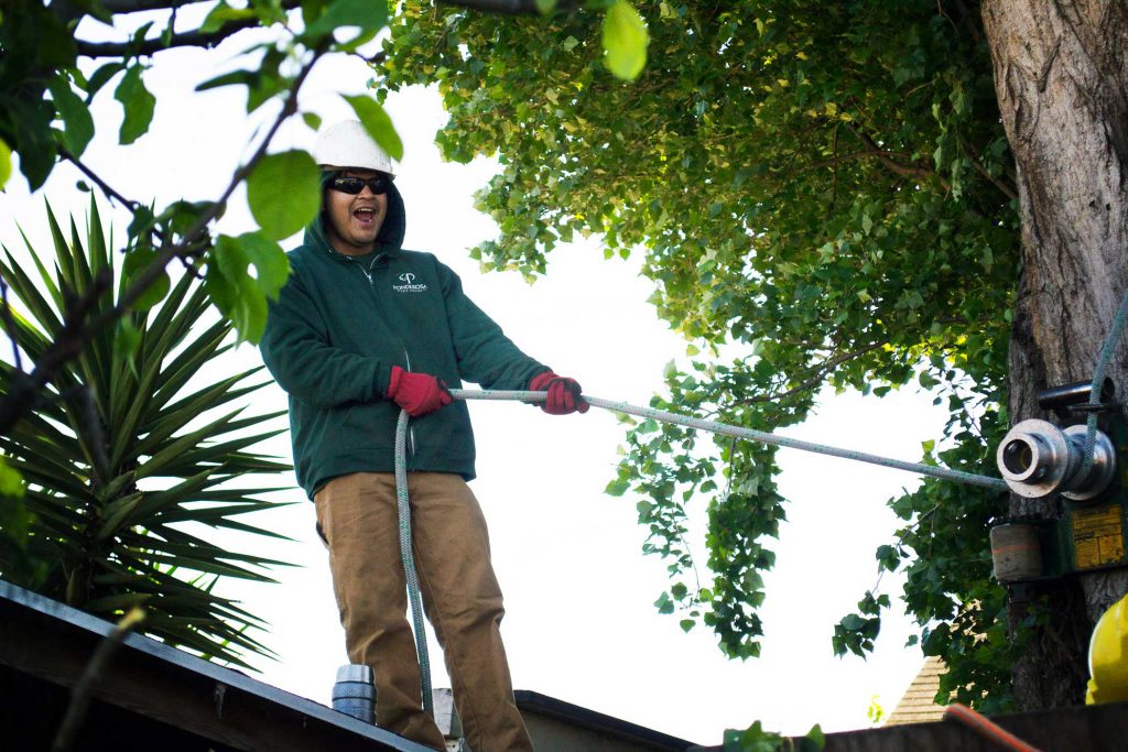 Tree Cabling & Bracing Services | Ponderosa Tree Service | Serving the ...